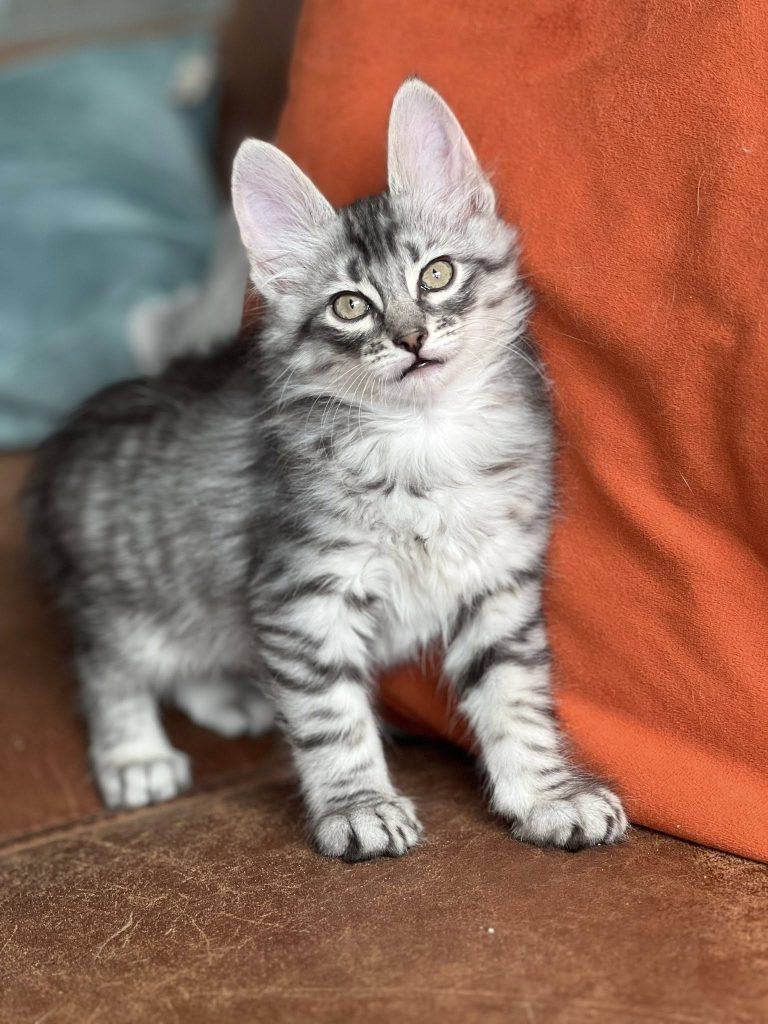 Turkish Angora Kittens – Dineo Kittens Home