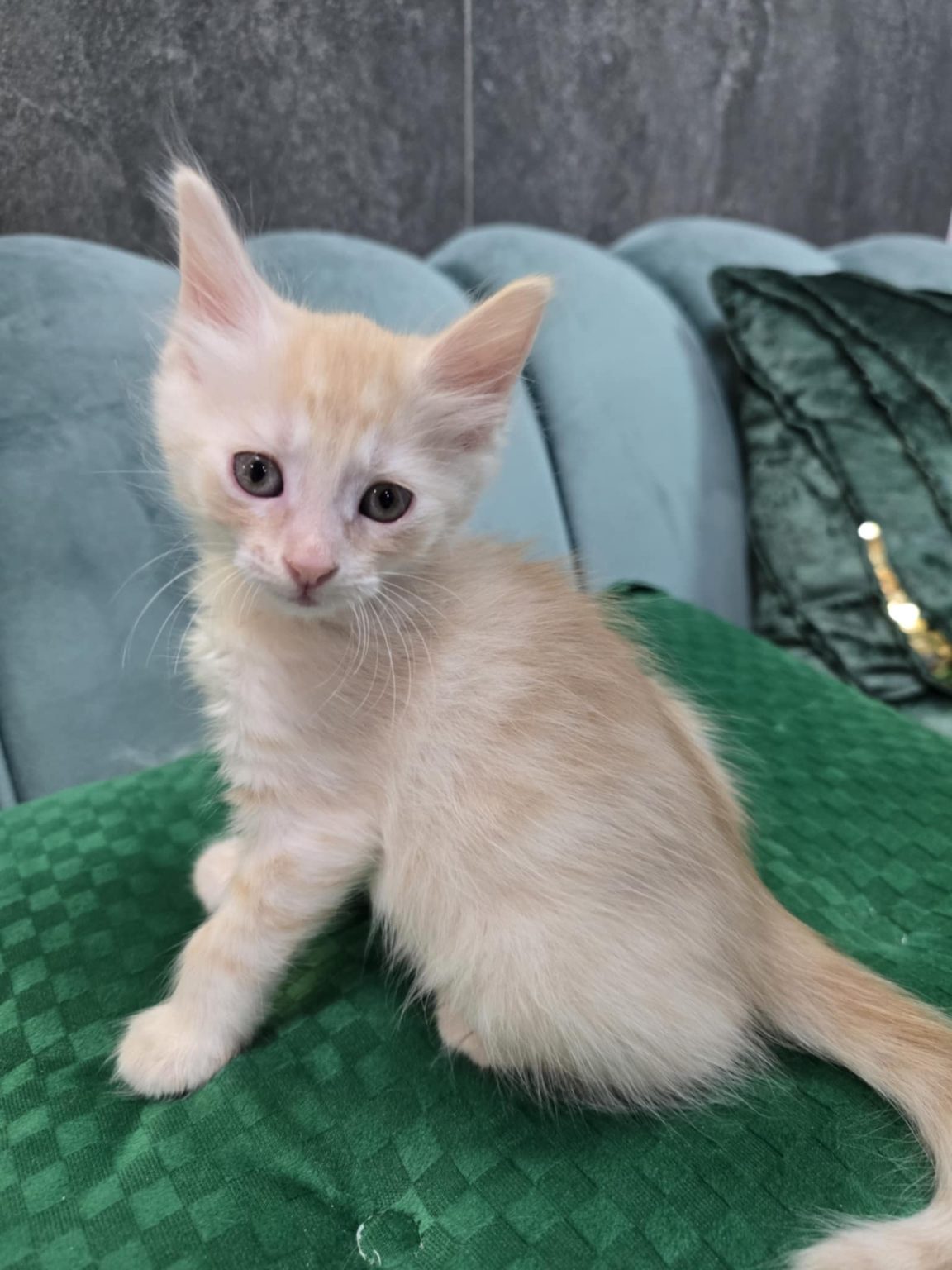 Turkish Angora Kittens – Dineo Kittens Home